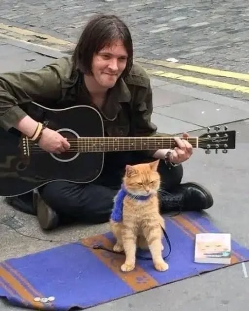 El Gato que Dirigía el Espectáculo: Cómo el Sr. Pickles lo Cambió Todo